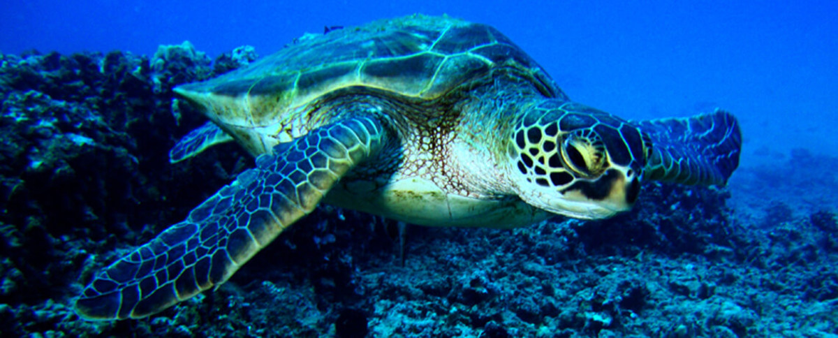 Tidal Dance Turning and Turning Birthdays - Hollywood Progressive