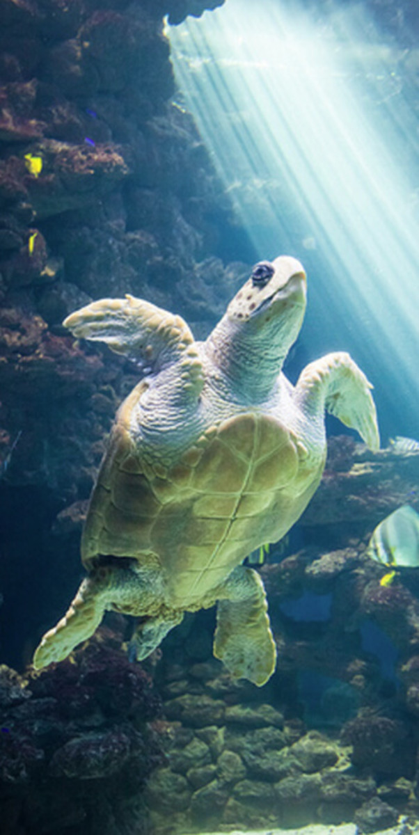 Tidal Dance Turning and Turning Birthdays - Hollywood Progressive